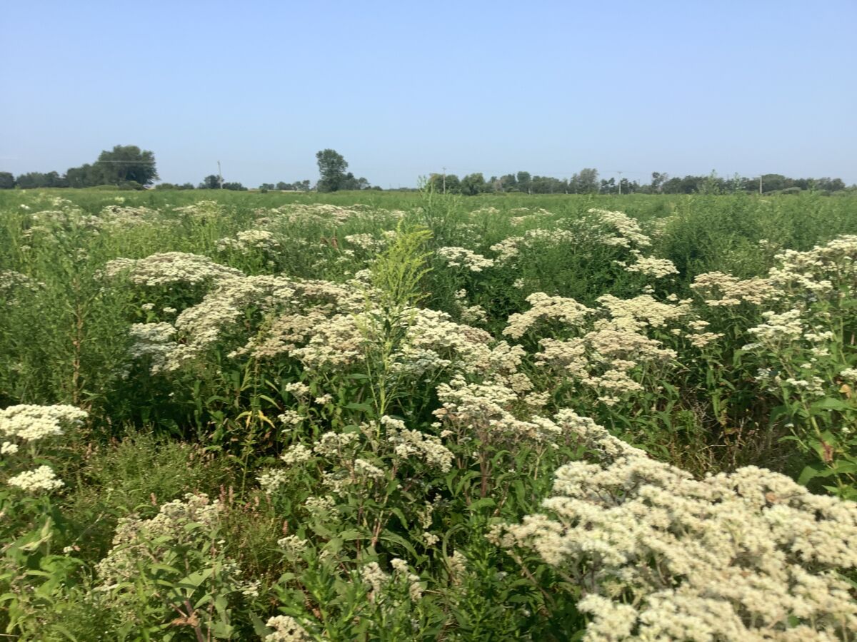 Projects Archives - Vermillion River Watershed